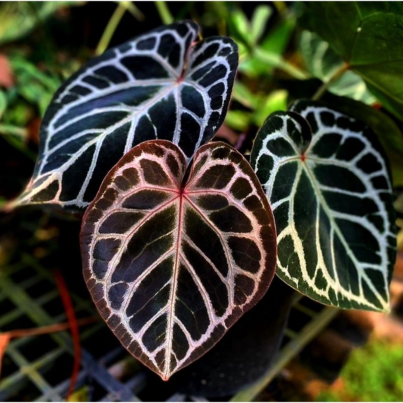 Jual Tanaman Hias Anthurium Red Cristallinumse Bunga Hias Anthurium Red ...
