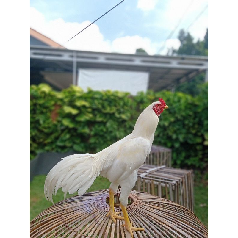 Jual ayam Bangkok putih polos | Shopee Indonesia