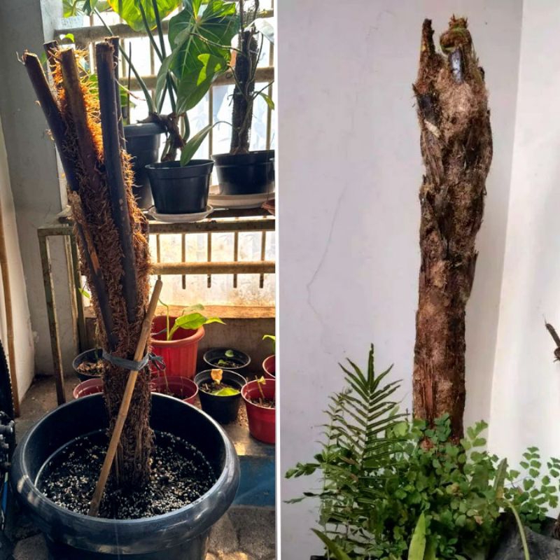 Jual Pakis Monyet Pakis Kera 1 Meter Peneduh Taman | Shopee Indonesia