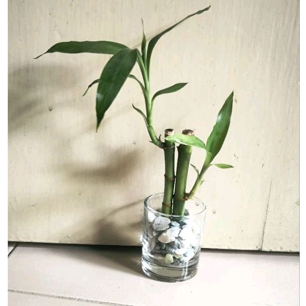 Jual hiasan bambu hoki bambu rezeki lucky bamboo bambu keberuntungan ...
