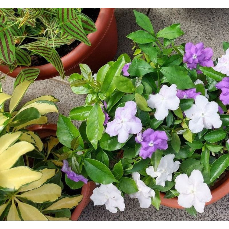 Jual TANAMAN HIAS MELATI COSTA - TANAMAN HIAS OUTDOOR PUTIH UNGU ...