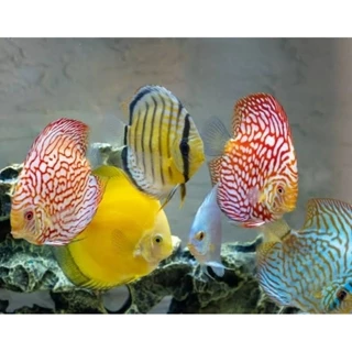 Jual Ikan Discus Terlengkap & Harga Terbaru Juni 2024 | Shopee Indonesia