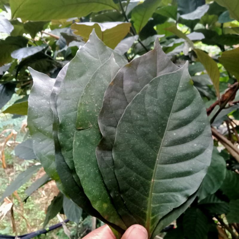 Jual Daun Wungu atau Handeleum Obat Tradisional 500 g | Shopee Indonesia