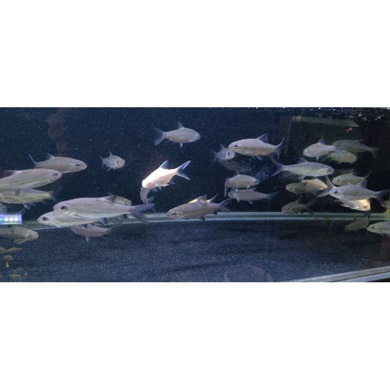 Jual Patung Phoenix Barb 13cm Original | Shopee Indonesia