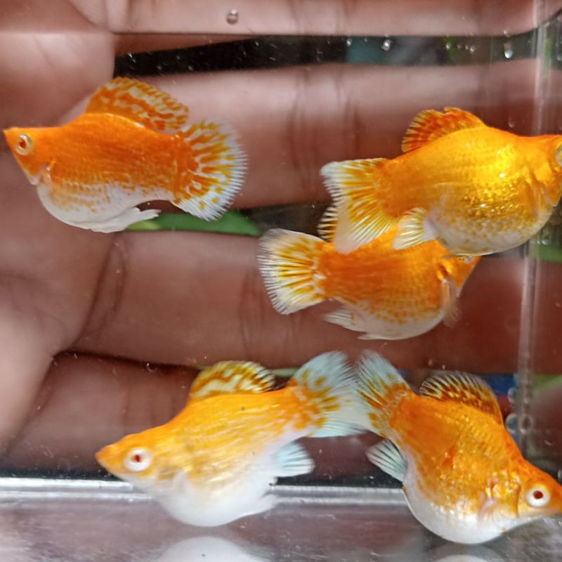 Jual Molly Albino Golden Platinum Roundtail | Shopee Indonesia