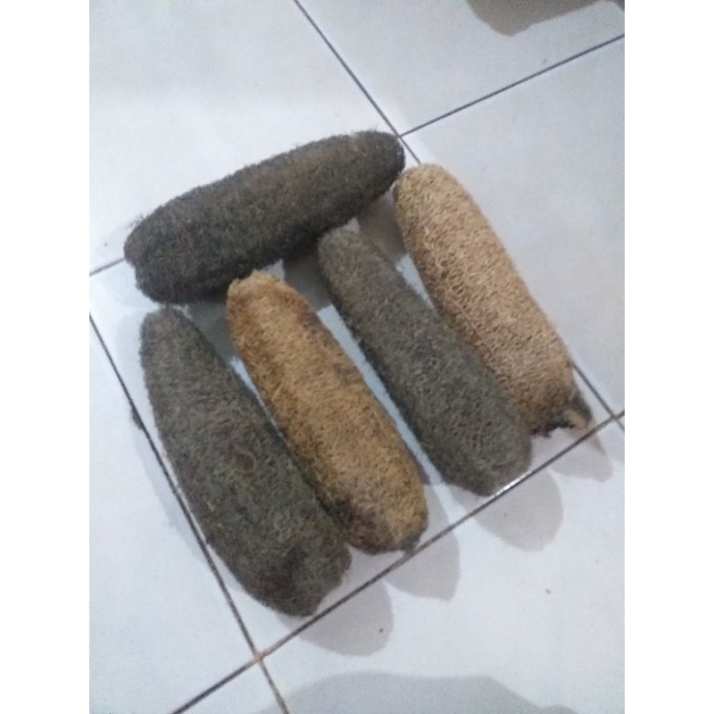 Jual Loofah paket ( isi 5pcs ) | Shopee Indonesia