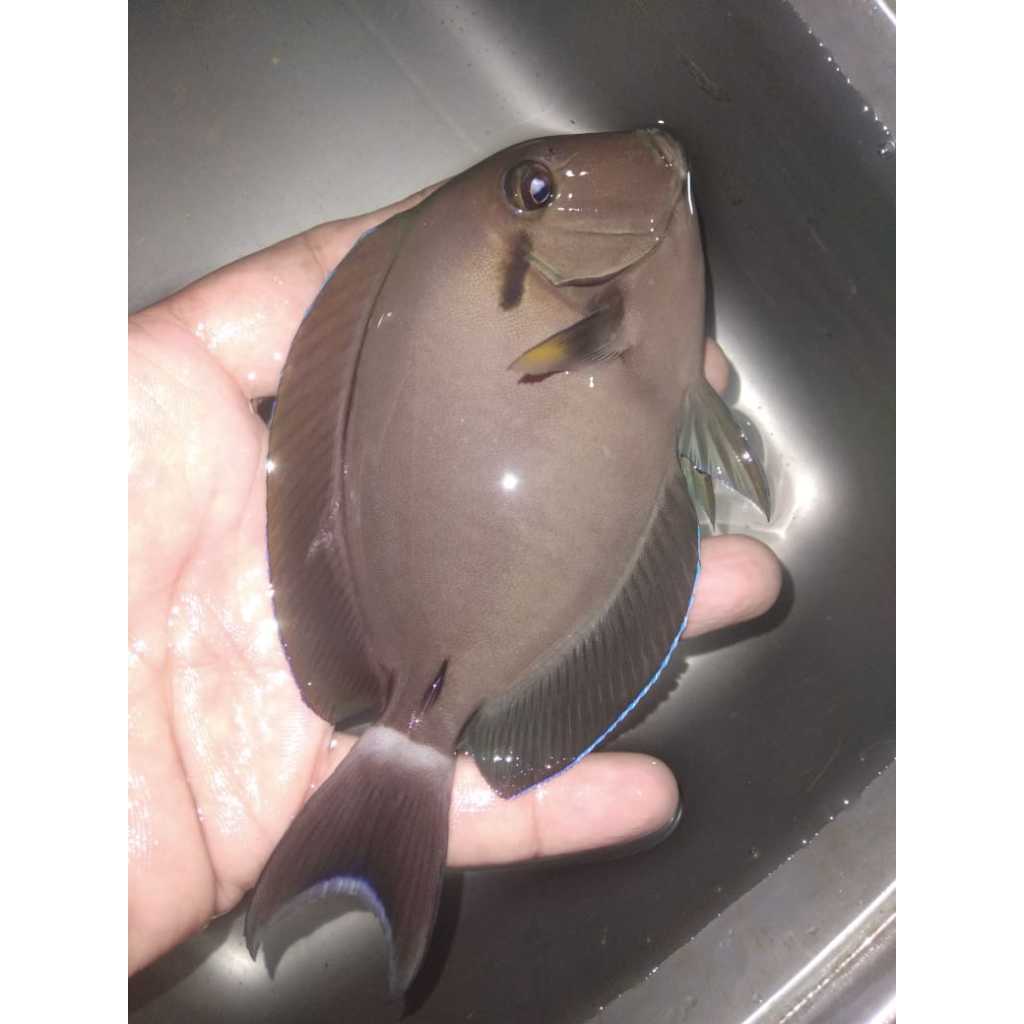 Jual Botana CAUDA - Ikan Hias Aquarium Air Laut | Shopee Indonesia