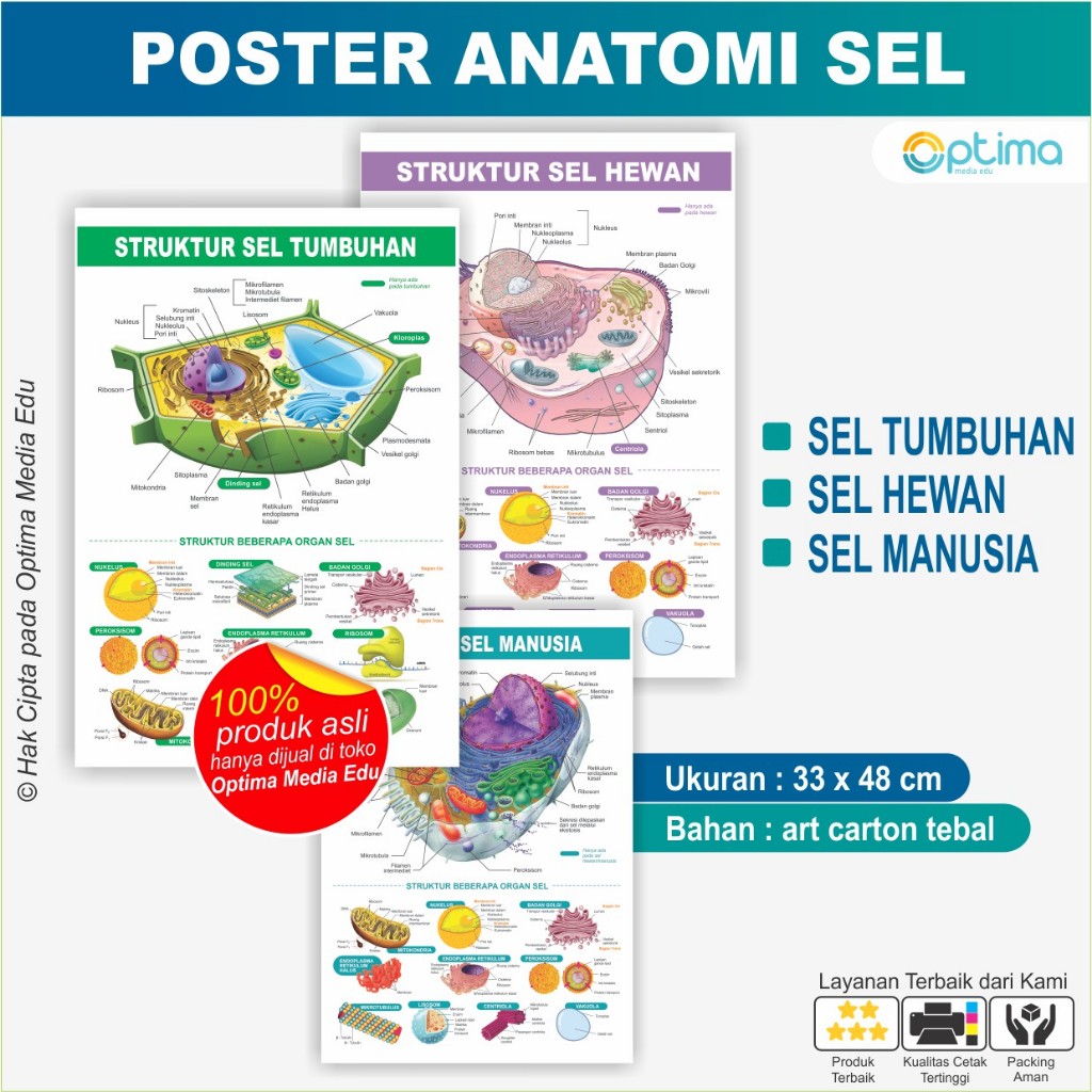 Jual Poster Anatomi Struktur Bagian Sel tumbuhan, sel hewan, sel ...