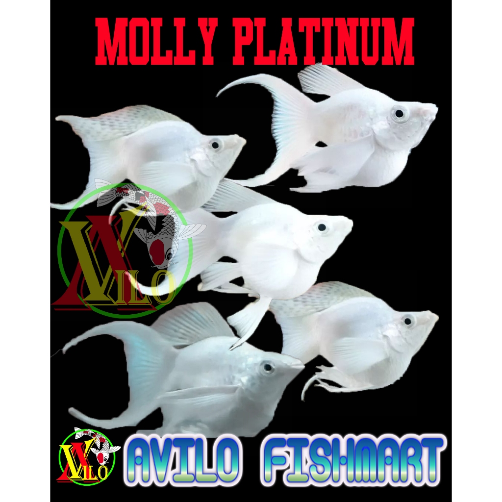 Jual ikan hias aquascape molly moli platinum cagak balon ekor cawang ...