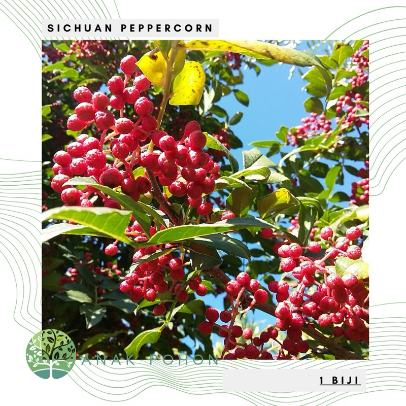 Jual Benih Bibit Biji - Lada Mala Sichuan Peppercorn Szechuan Pepper ...