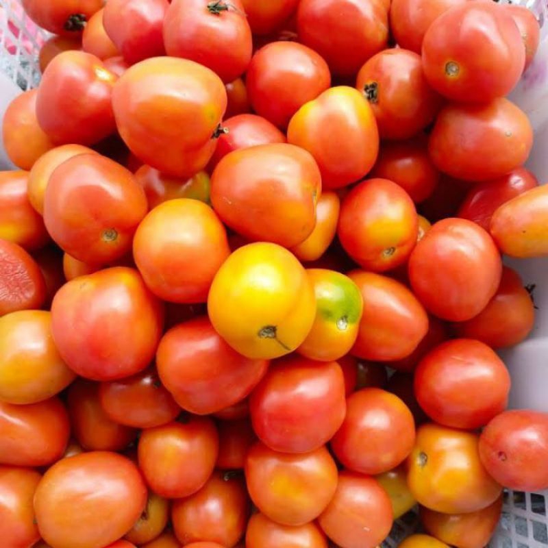 Jual Tomat 500gr | Shopee Indonesia