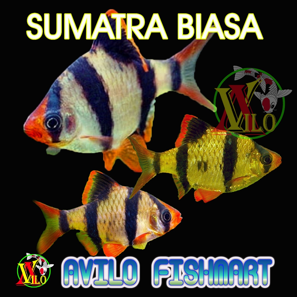 Jual ikan hias sumatra tiger barb aquascape fish pemakan kutu | Shopee ...