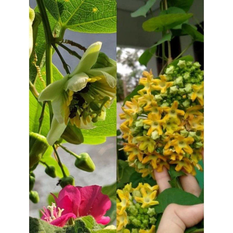 Jual tanaman vegetasi madu 2 tanaman 1 harga tanaman bunga tongkeng ...