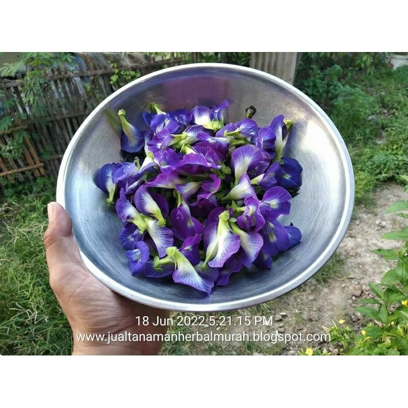 Jual bunga Teleng kembang telang segar 1 pcs | Shopee Indonesia