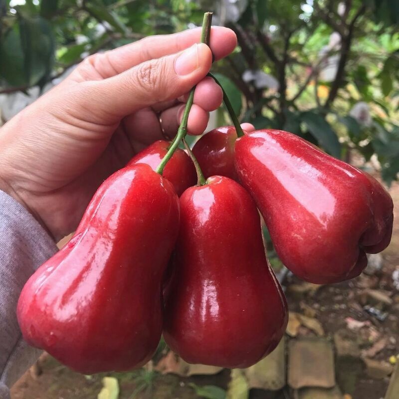 Jual bibit jambu air cincalo merah kualitas super unggul | Shopee Indonesia