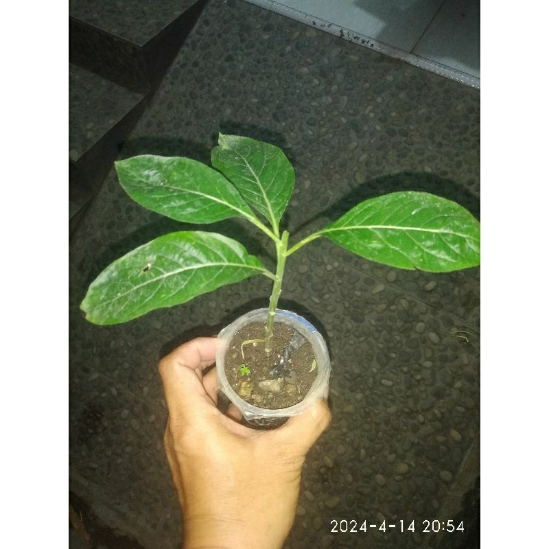 Jual daun Afrika daun klorofil segar 10 lembar | Shopee Indonesia