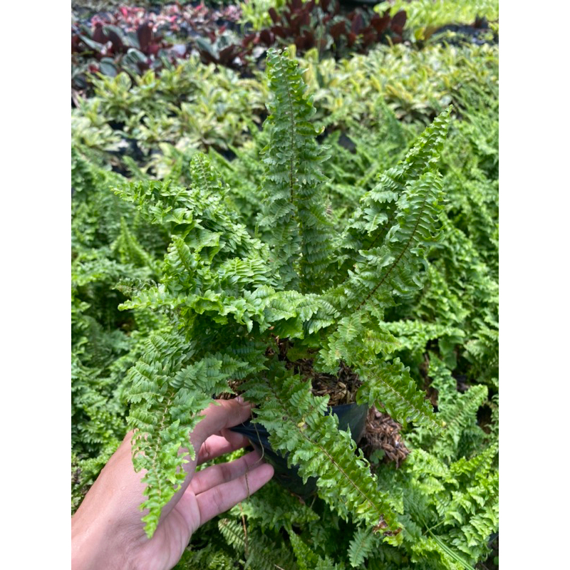 Jual Pakis jakarta fern | Shopee Indonesia