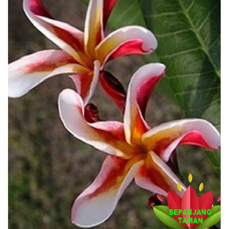 Jual Tanaman Hias Kamboja Bali Bunga Red White Star Tinggi ± 1 Meter ...