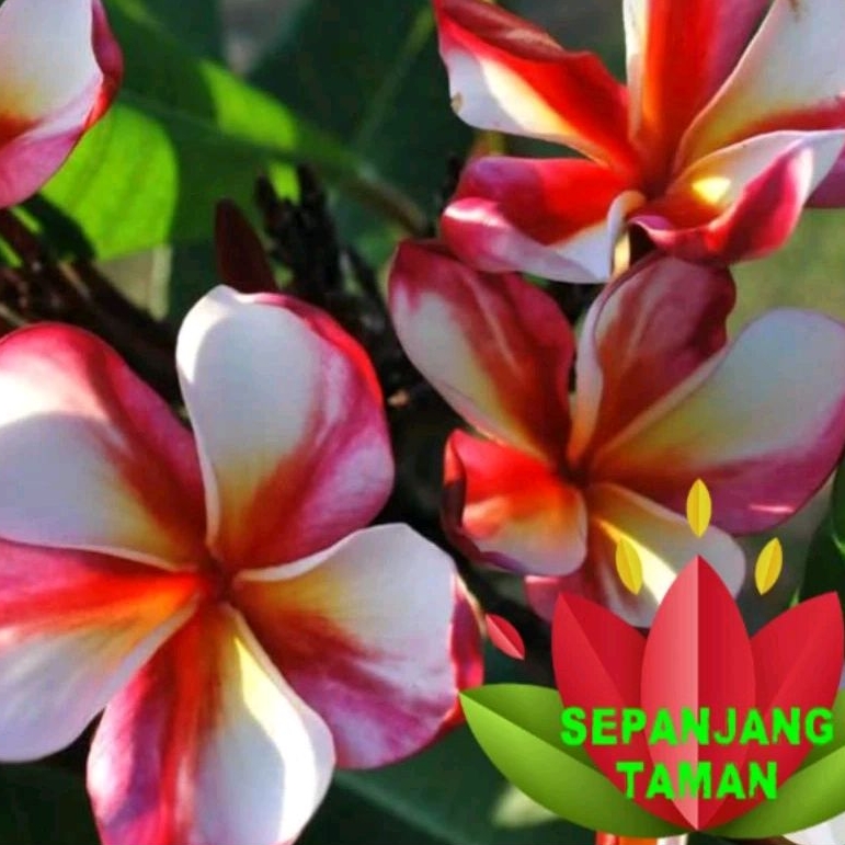 Jual Tanaman Hias Kamboja Bali Bunga Treecolor Tinggi ± 1 Meter / Stek ...