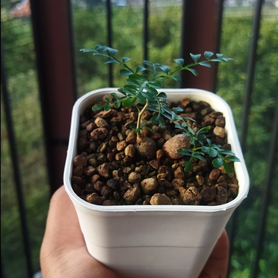 Jual Operculicarya Pachypus Tanaman Afrika Kaktus Sukulen Unik | Shopee Indonesia