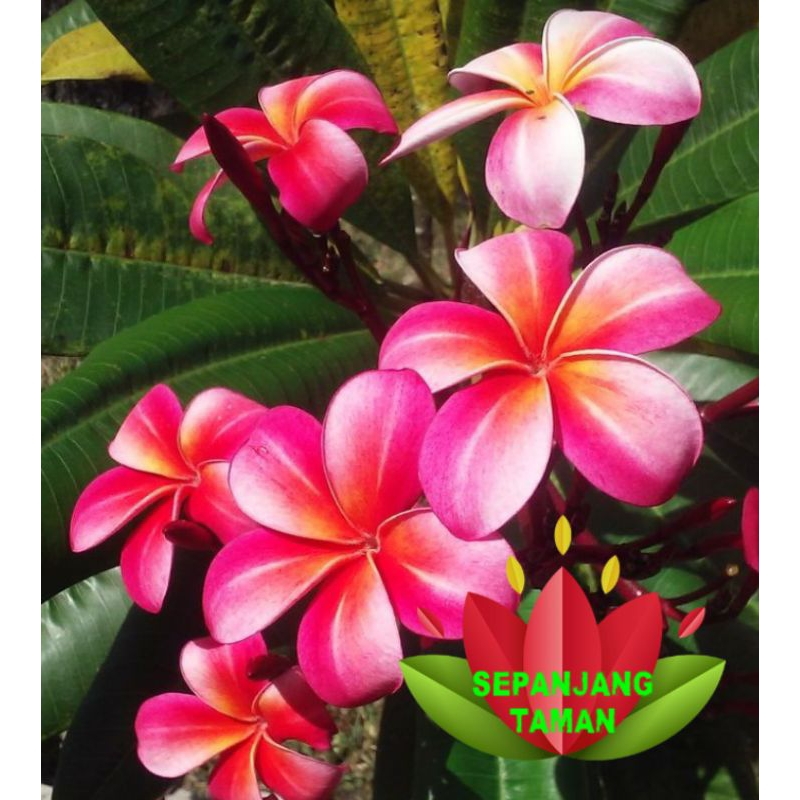 Jual Tanaman Hias Kamboja Bali Bunga Red Sakura Tinggi ± 1 Meter / Stek ...