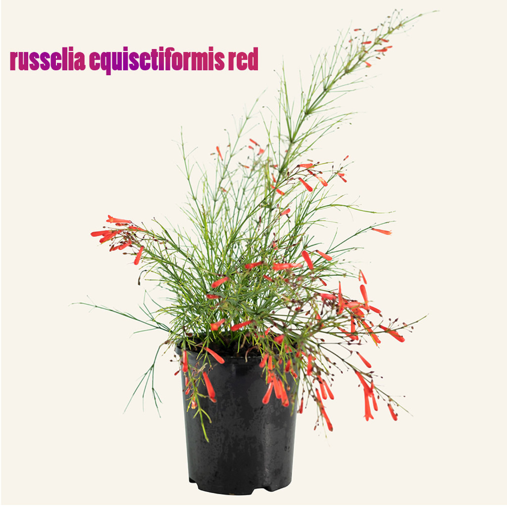 Jual Tanaman hias tahan panas - BANYAK PILIHAN | Shopee Indonesia