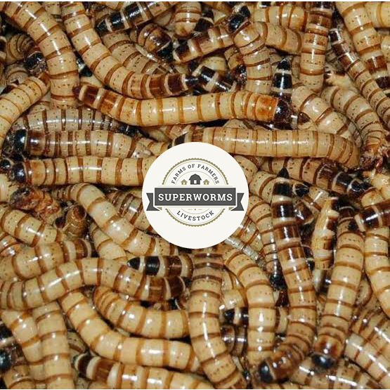 Jual Ulat Jerman Hidup / Superworms Livestock 100% Organic (1 kg / 1000 ...