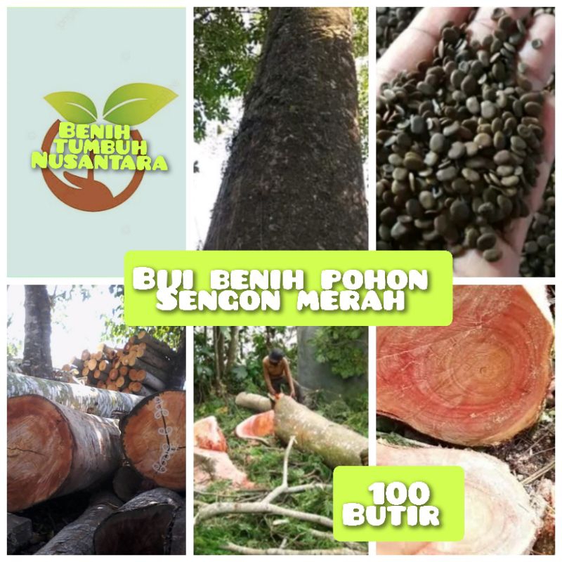 Jual 100 butir biji/benih pohon sengon merah | Shopee Indonesia