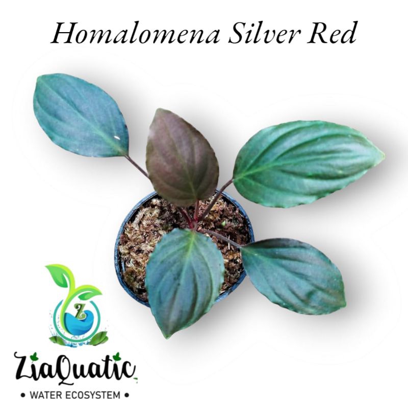 Jual Homalomena Silver Red - Tanaman Hias Paludarium Terrarium ...