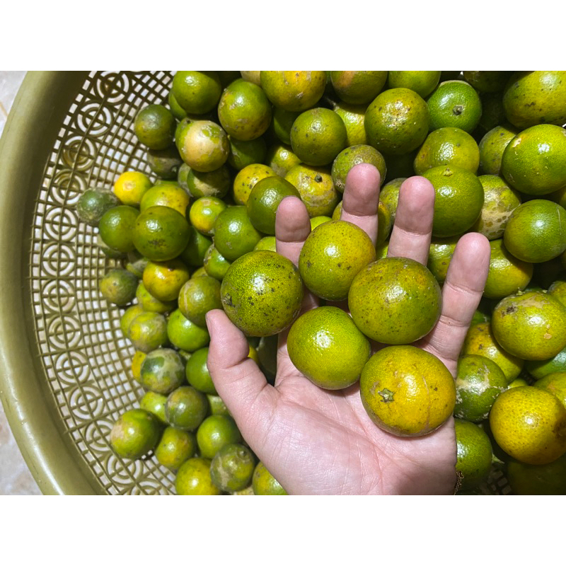 Jual JERUK/1KG.SONKIT.LEMON CUI/KASTURI(KUNING,SEGAR) | Shopee Indonesia