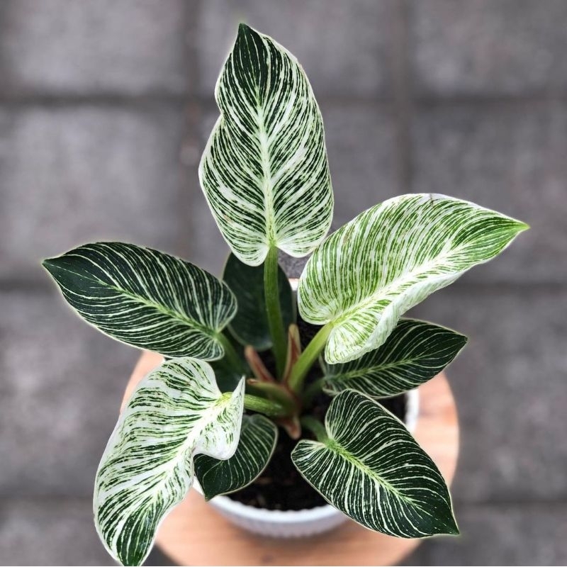 Jual Philodendron Birkin-Tanaman Hias Philo Birkin BiBit | Shopee Indonesia