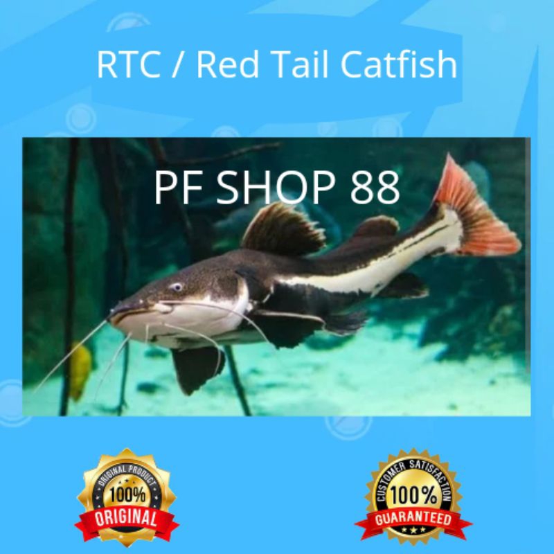 Jual Ikan Red Tail Catfish / RTC Top Grade | Shopee Indonesia