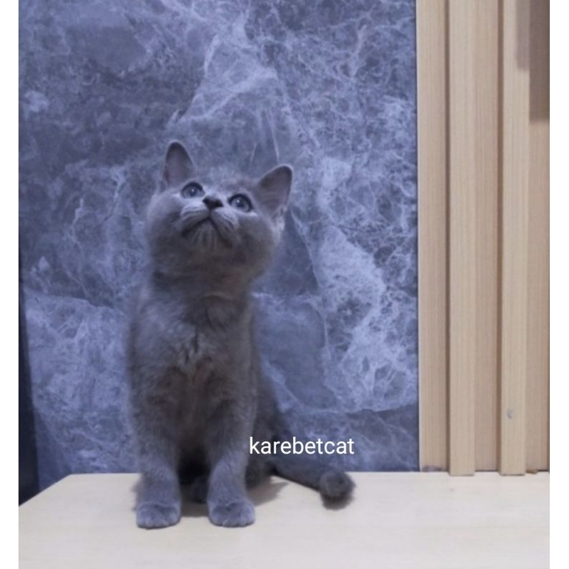 Jual kucing short hair abu solid | Shopee Indonesia