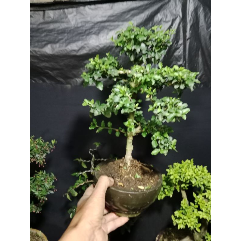 Jual bonsai legistrum daun ijo | Shopee Indonesia
