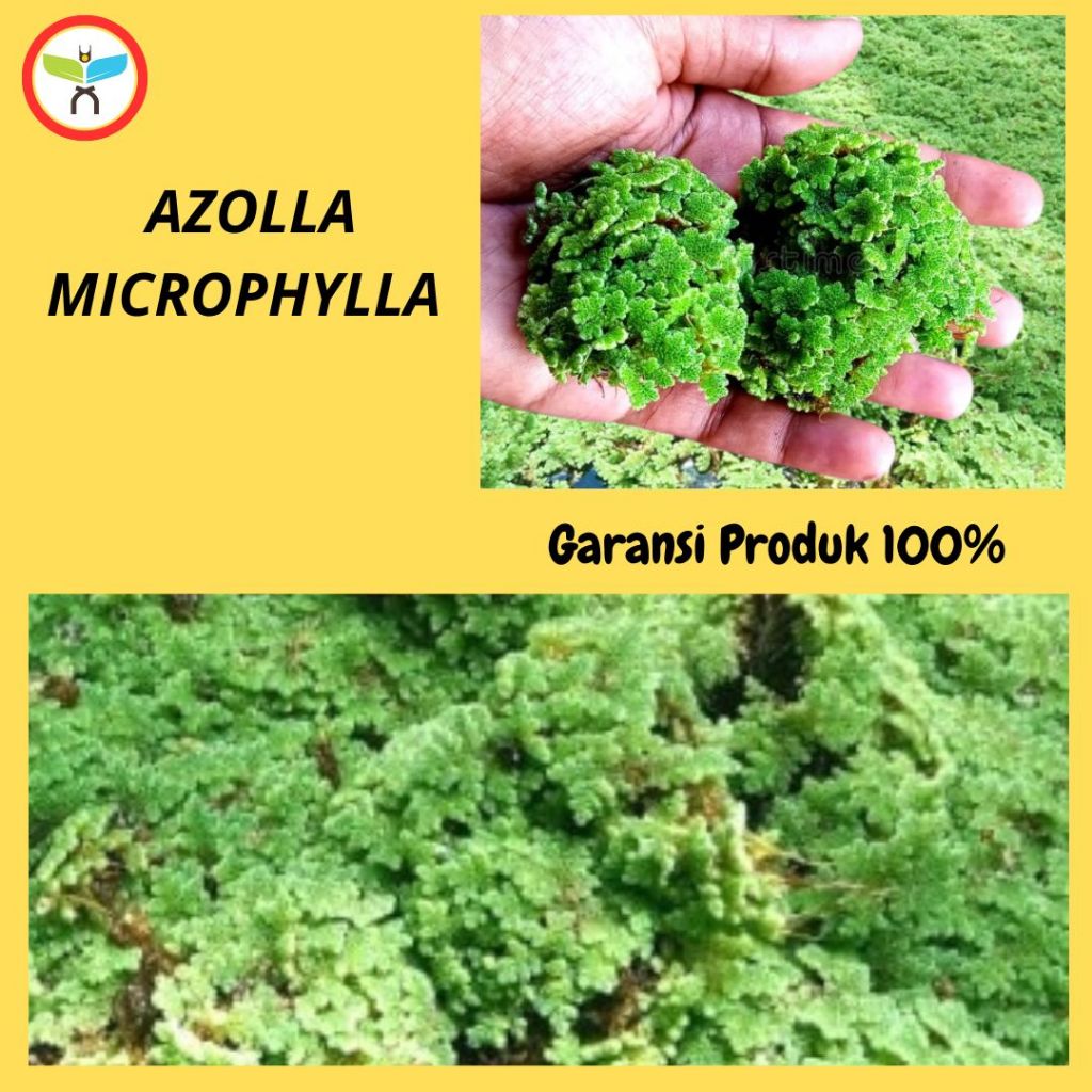 Jual Bibit azolla microphylla pakan ternak ikan dan unggas | Shopee Indonesia