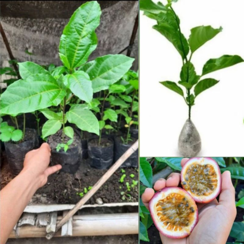 Jual Bibit Tanaman Buah Markisa Madu Manis Super (BELI 5 GRATIS 1) | Shopee Indonesia