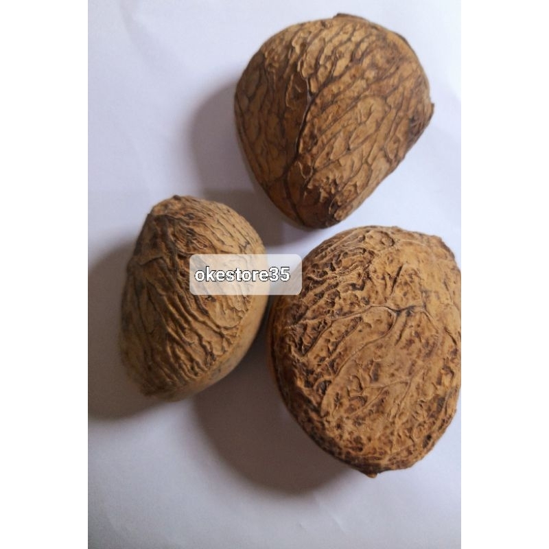 Jual 10 biji cangkang kluwek/ kepayang untuk kerajinan tangan/bahan ...