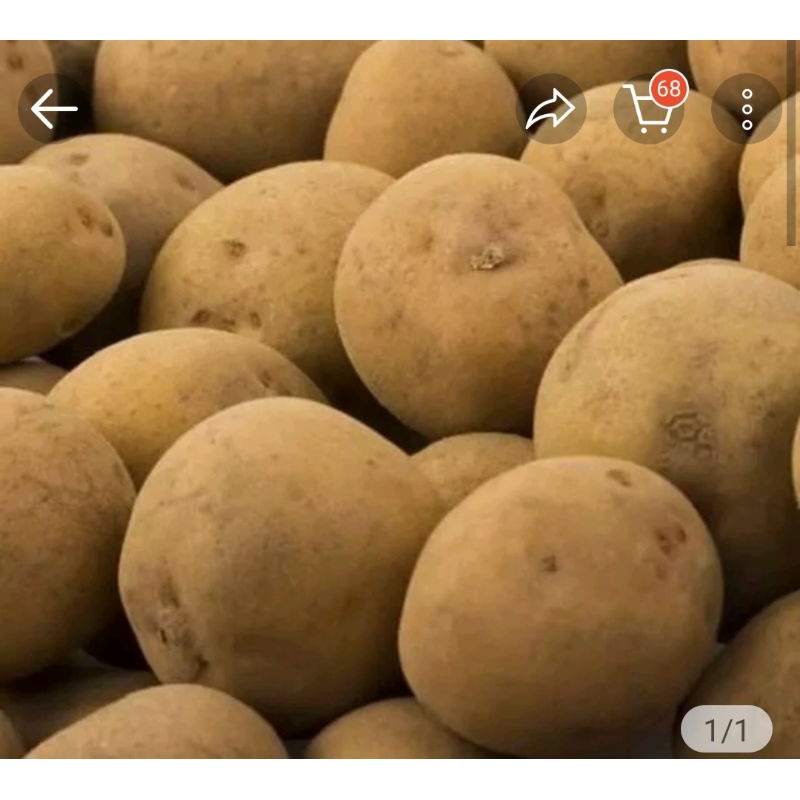 Jual KENTANG KUNING SEDANG | Shopee Indonesia