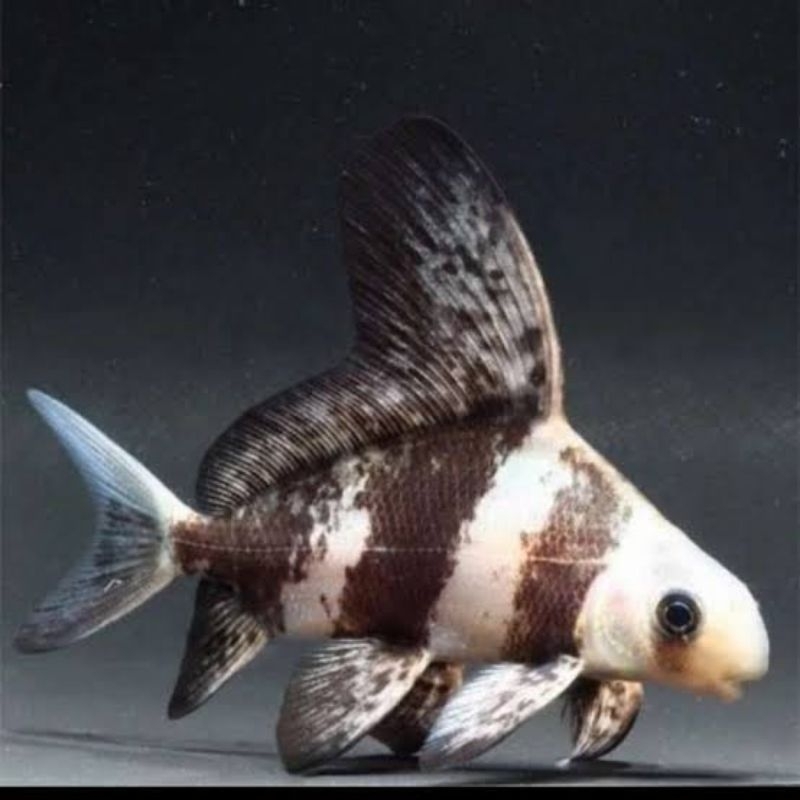 Jual CHF Chinese high Fin 6-7cm | Shopee Indonesia
