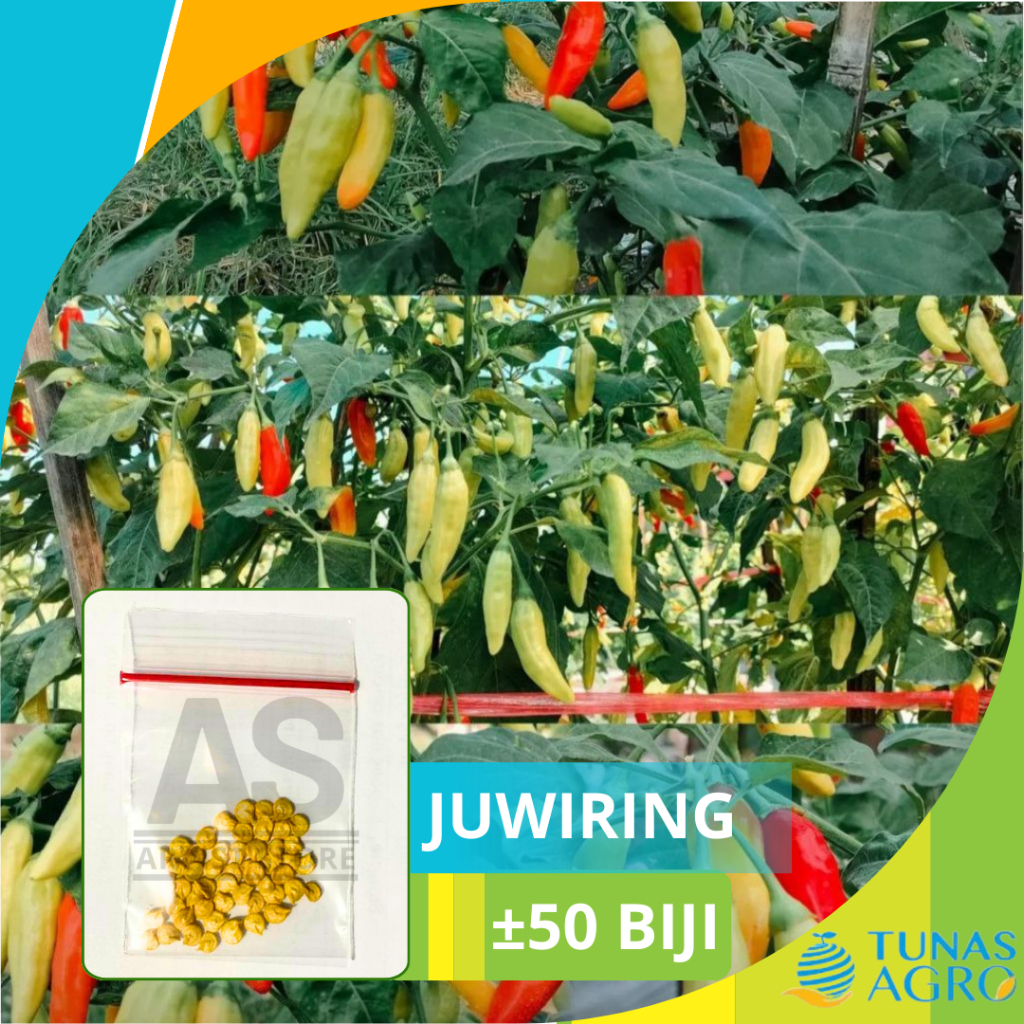 Jual +/- 50 Butir - Cabe Rawit JUWIRING Tunas Agro Bibit Cabai Sayuran ...