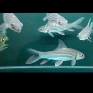 Jual Julieni Giant Barb -+30cm | Shopee Indonesia