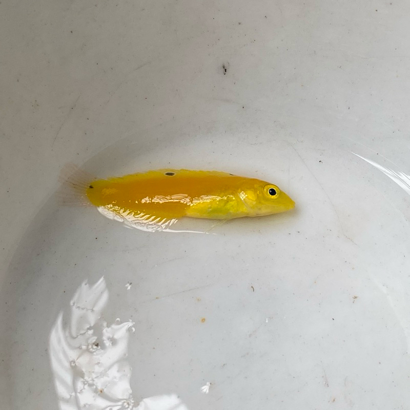 Jual ikan hias laut keling kuning yellow wrasse | Shopee Indonesia