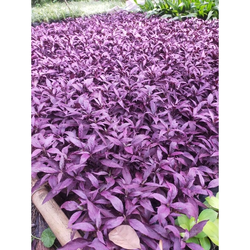 Jual TANAMAN HIAS ERPAH/KUNCIR MERAH/BAYAM MERAH | Shopee Indonesia