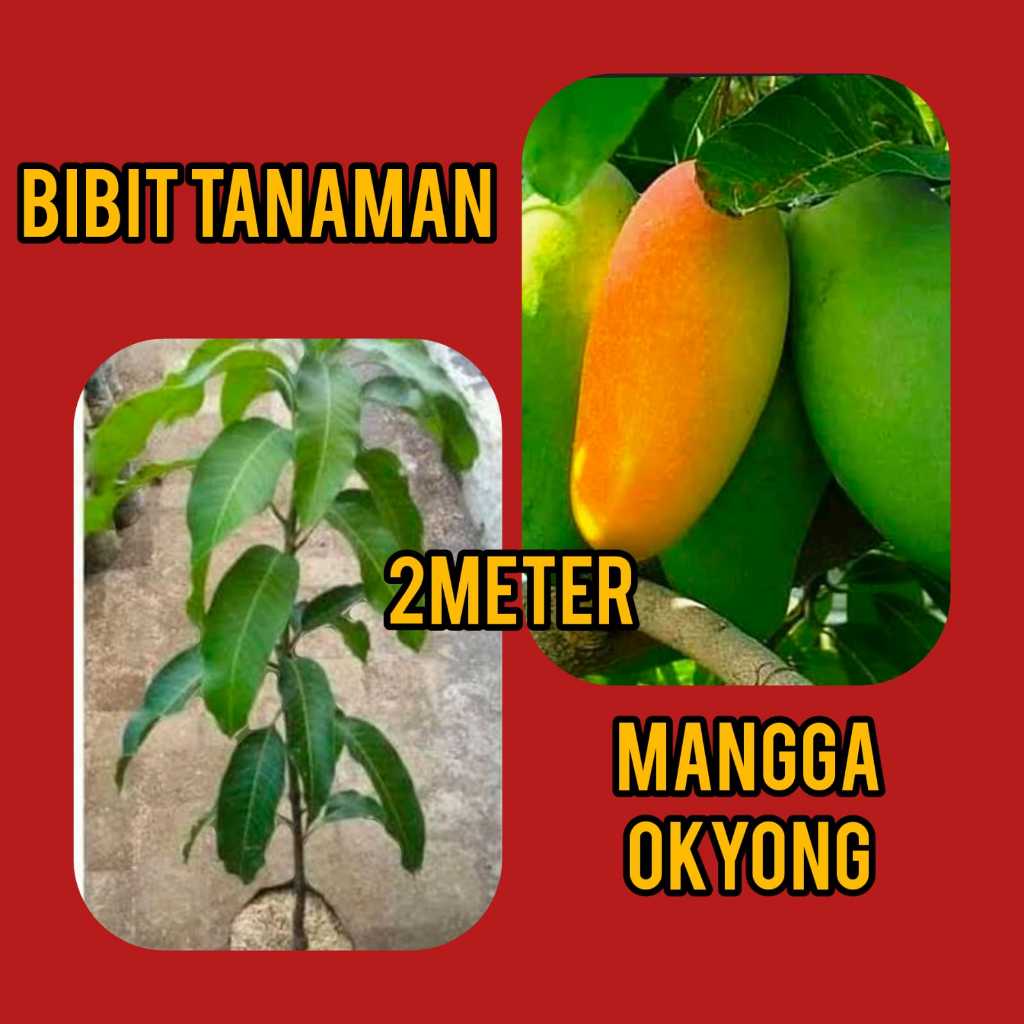 Jual Bibit Mangga Okyong / Golek Madu 2 meter | Shopee Indonesia