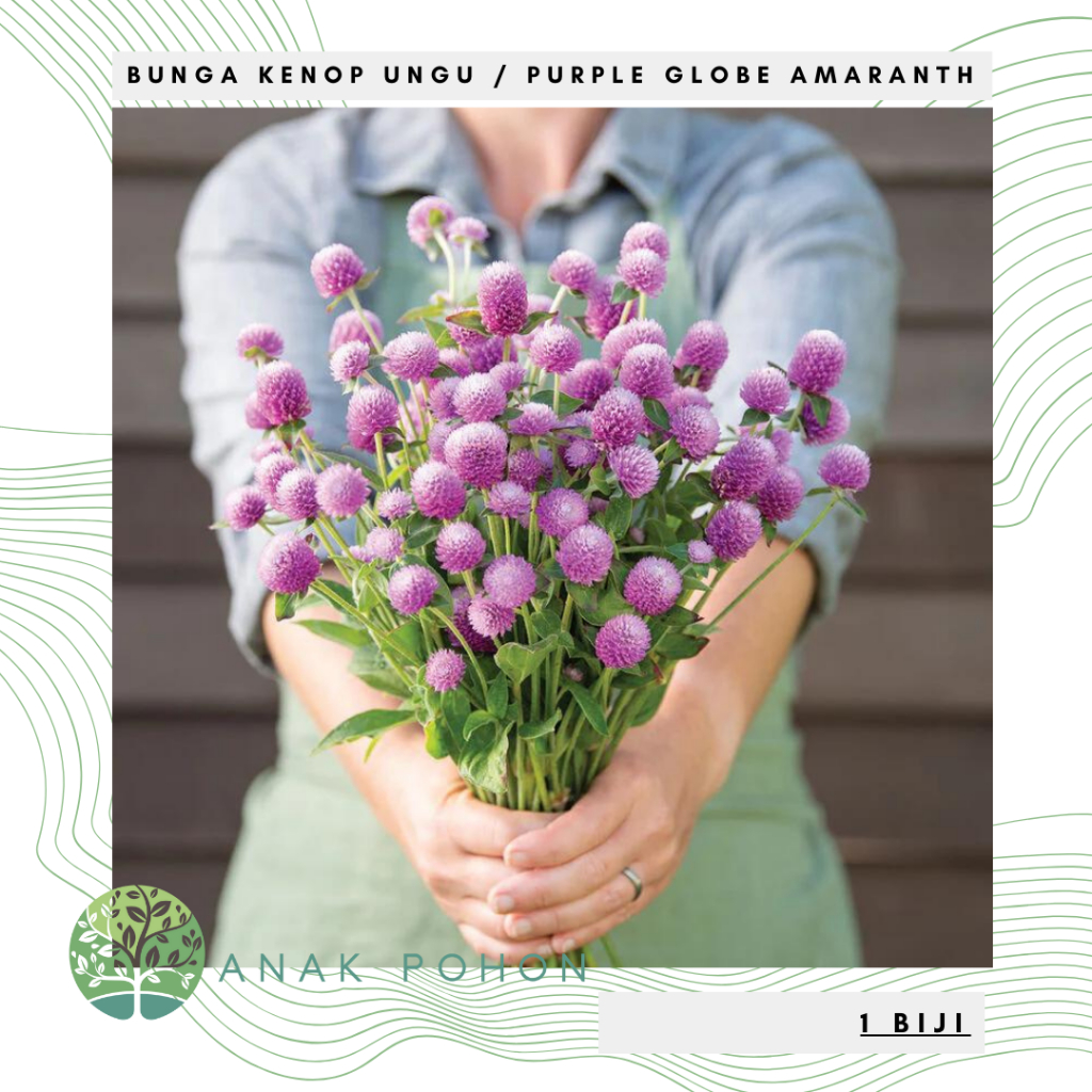 Jual Benih Bibit Biji - Bunga Kenop Ungu / Gomphrena Globosa Purple ...