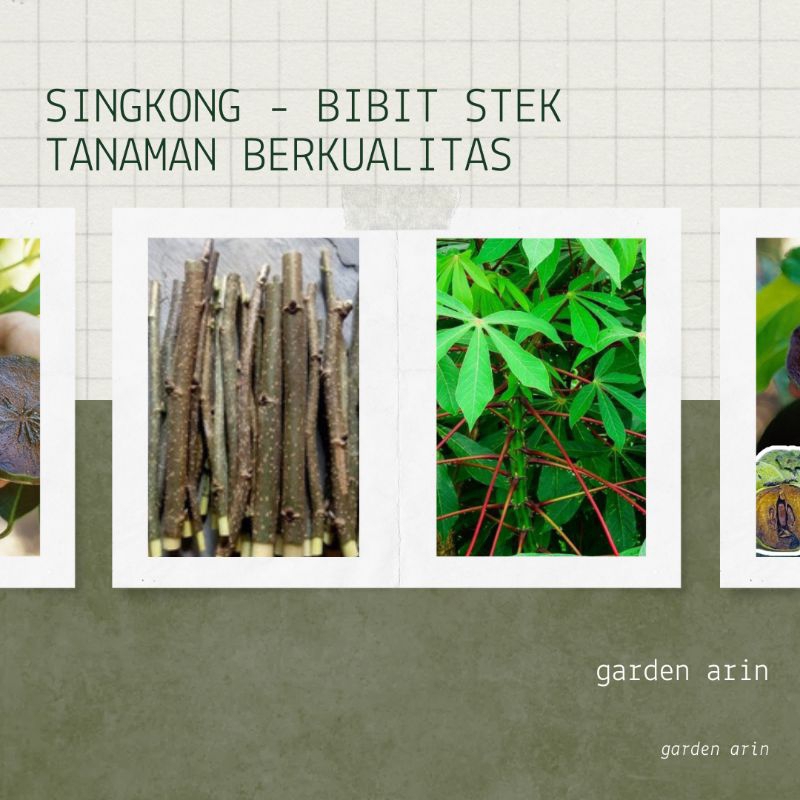 Jual Singkong , stek singkong , batang singkong siap tanam asli dari ...