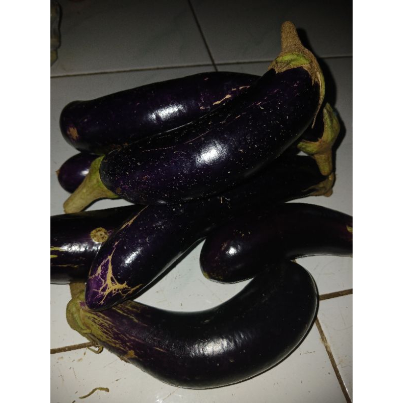 Jual Terong Ungu (Makan) | Shopee Indonesia