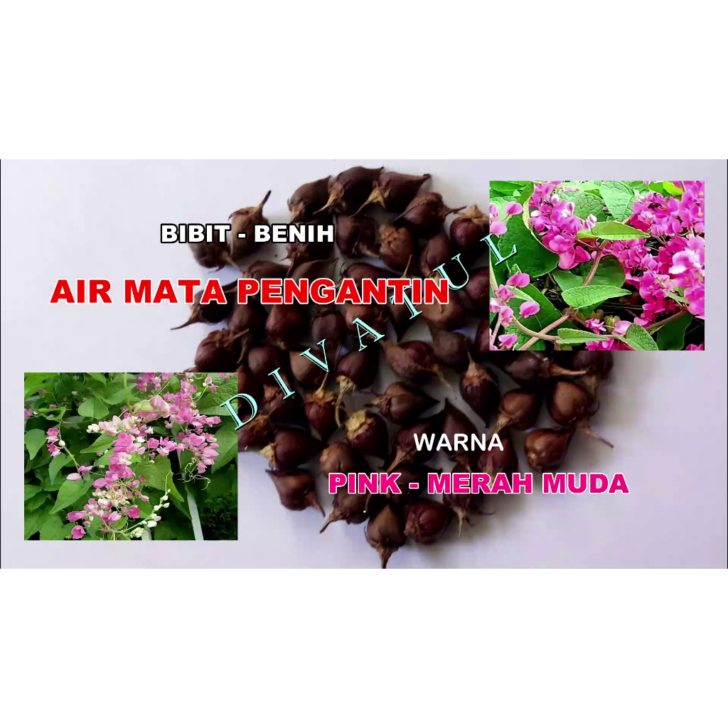 Jual 125 Biji Benih Bibit Bunga air mata pengantin (AMP) warna Pink ...