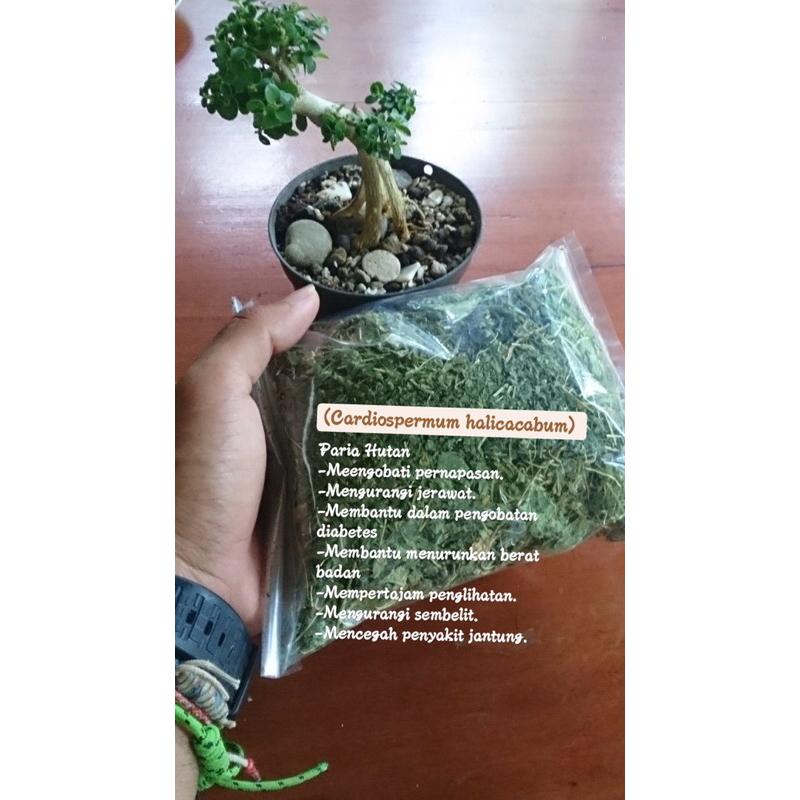Jual Daun Pare hutan paria kering 15gr | Shopee Indonesia