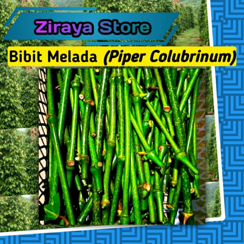 Jual Stek Bibit Melada Piper Colubrinum Untuk Lada Sambung Harga Per ...